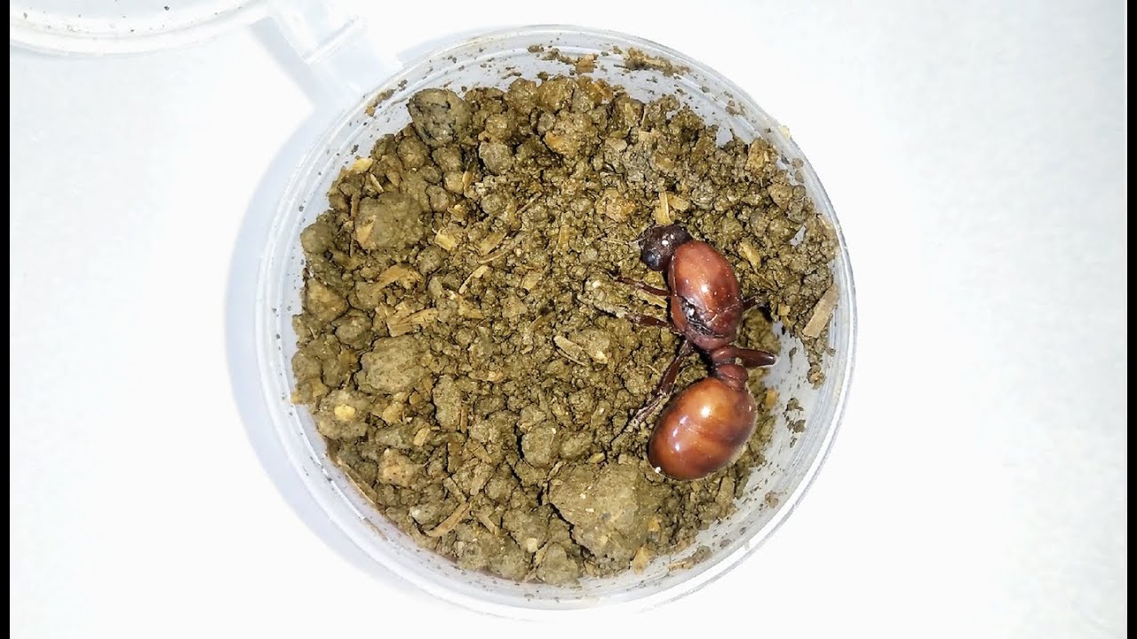 MASSIVE ANT QUEEN! OVER 2 CENTIMETRES LONG! Carebara Lignata | Ant Co ...