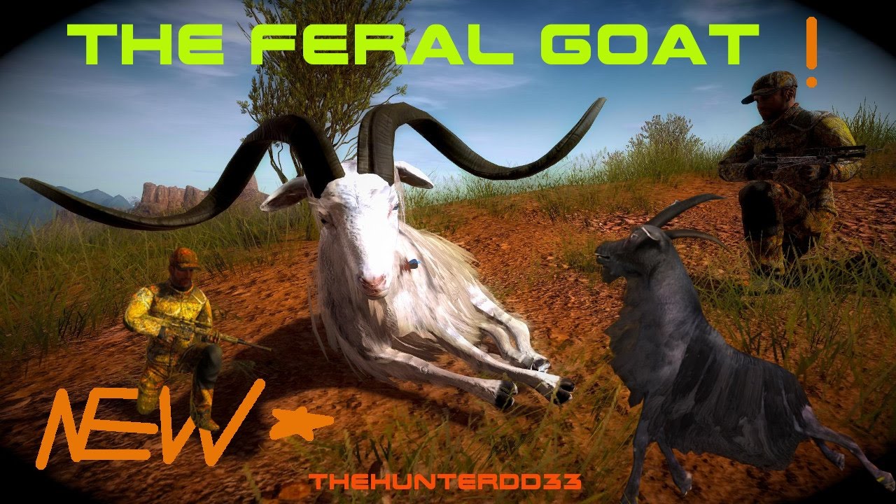 Feral Goat Feral Goats: Don't Be A Silly Billy, There Are Goats Around