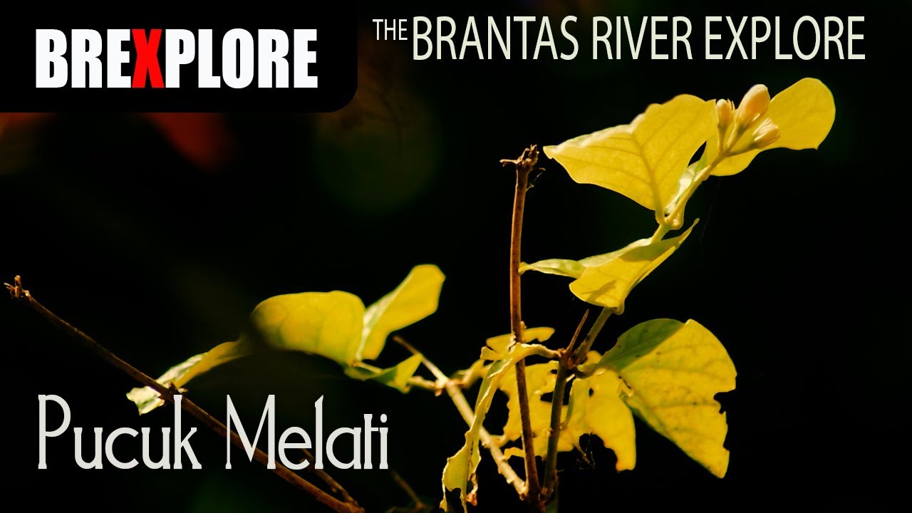 Pucuk Melati I Brantas River Explore - YouTube