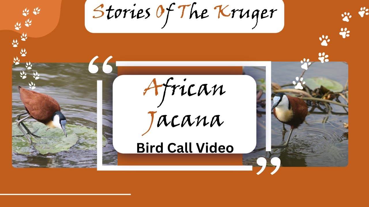 African Jacana Bird Call From The Kruger National Park | Stories Of The ...