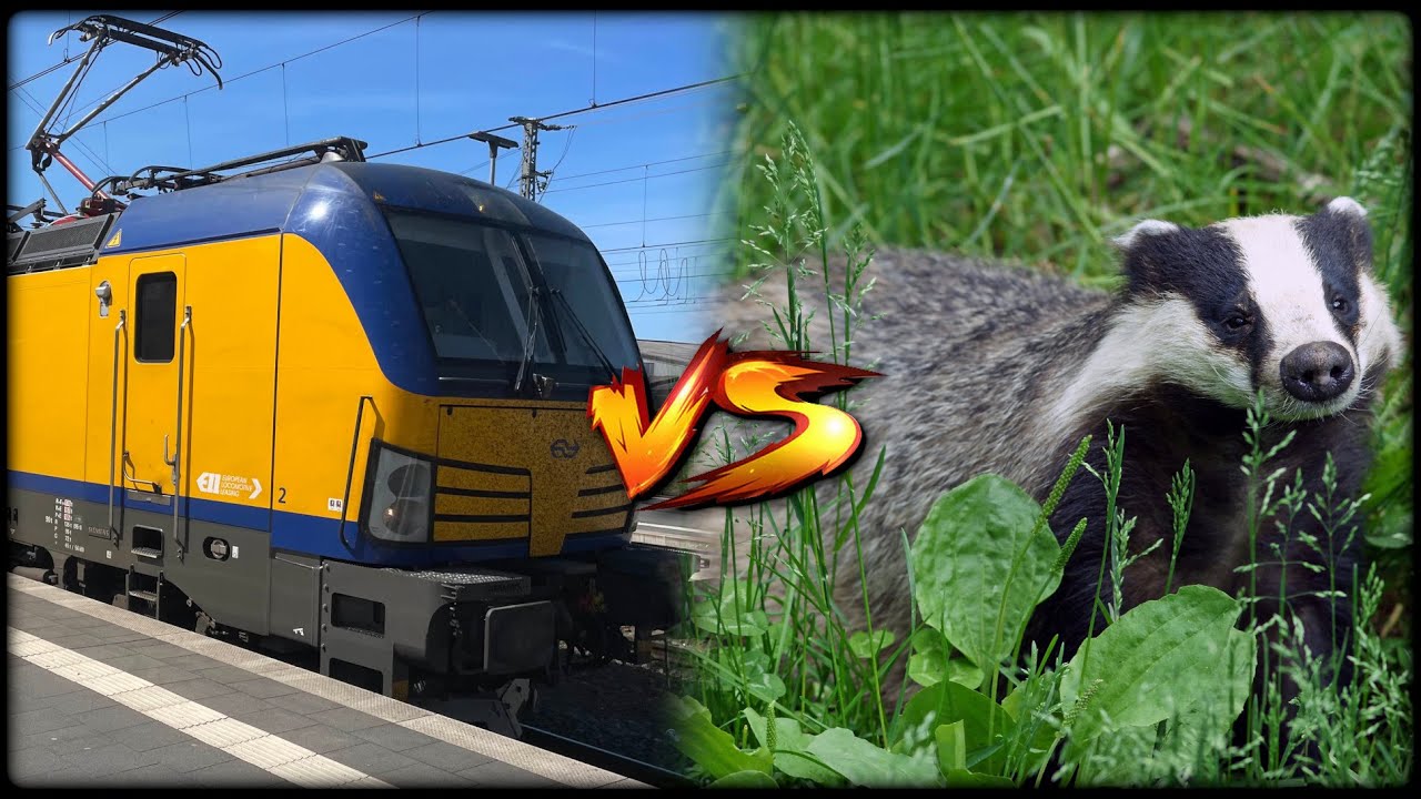 The Dutch Railway's Constant War With Their Adorable Nemesis: Badgers ...