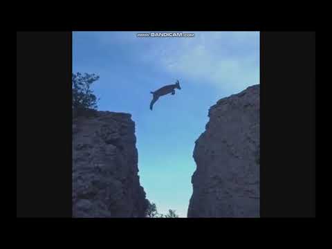 dağ keçilerinin inanılmaz atlayışı