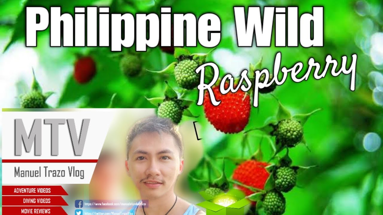 Philippine Wild Raspberry | Sampinit | Gantao Hills | Sergio Osmeña ...