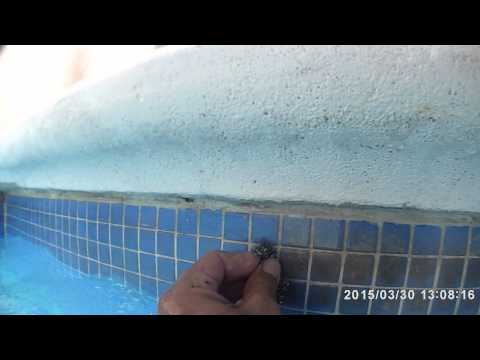 limpieza piscina 1
