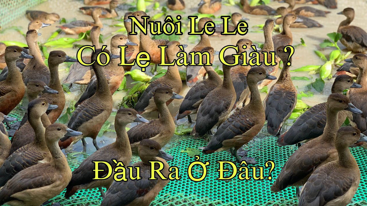 Nuôi Le Le ,Có Lẹ Làm Giàu?Đầu Ra Ở Đâu? - YouTube