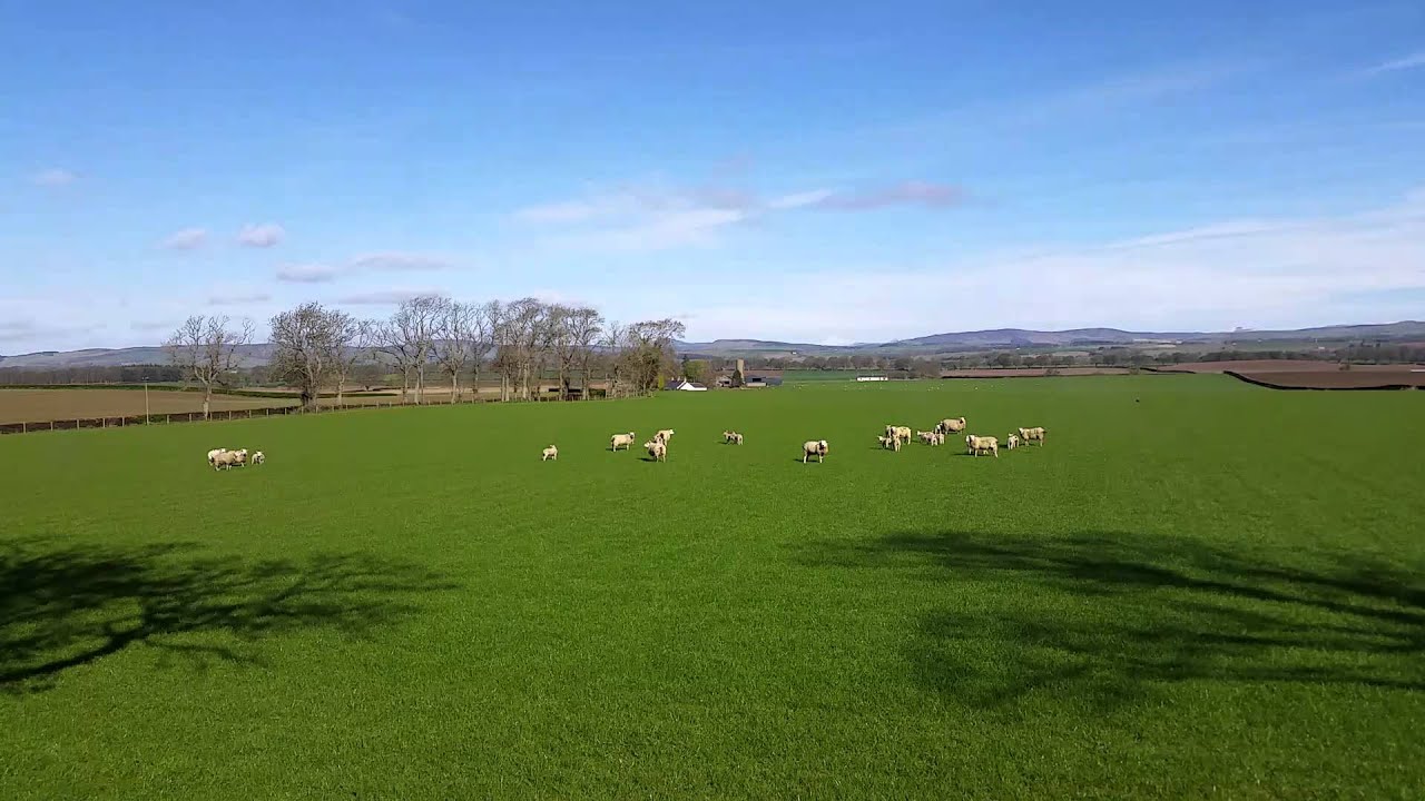 Scottish Sheep in a pasture - YouTube