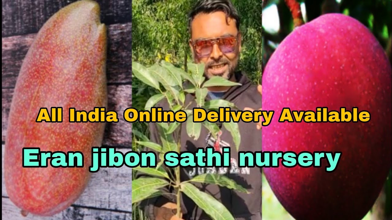 American Red palmar mango plant | Tommy Atkint mango tree | All India ...