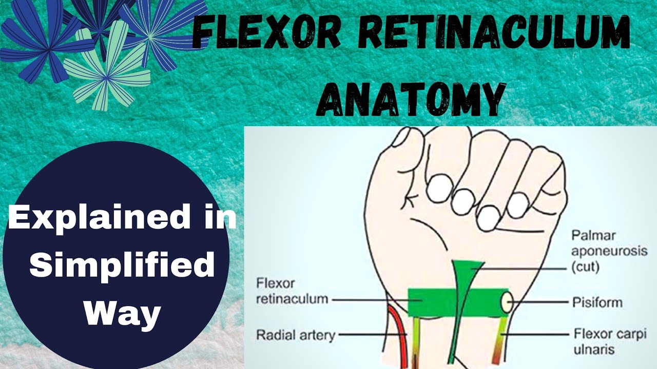 Flexor retinaculum of hand | Upperlimb | Anatomy - YouTube