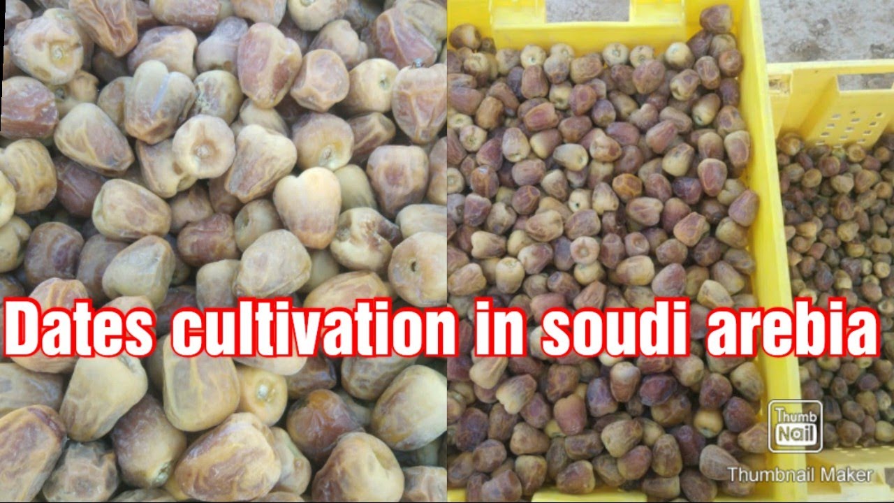 Dates cultivation in soudi arebia #dates#datesfarm#datesfruit# ...