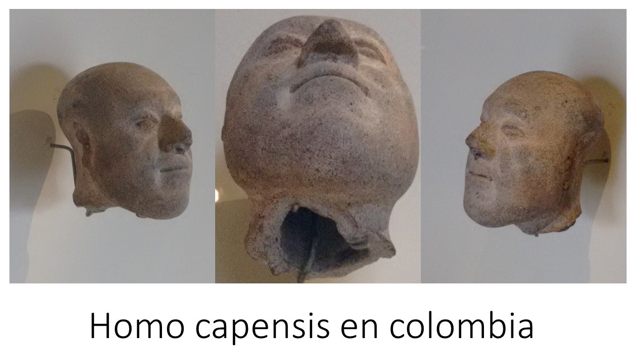 HOMO CAPENSIS EN COLOMBIA - YouTube