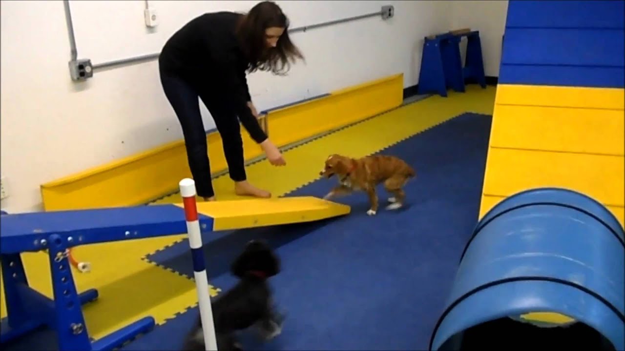Amy Beth goes to Agility Class with Bitsy Dog.wmv - YouTube