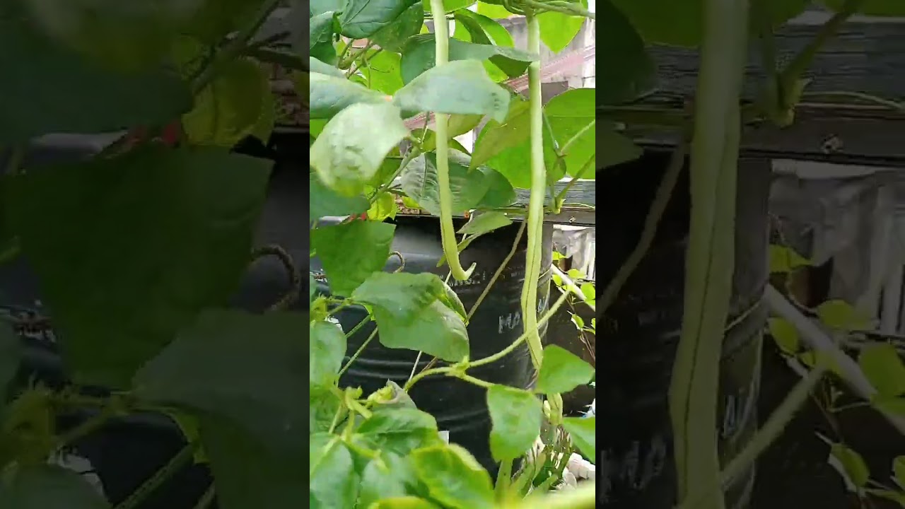 my cute beans on the roof ☺️☺️ - YouTube