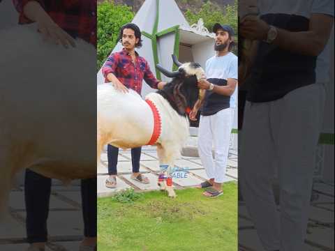 Legendary Beauty Mirza Goat 😍 #trending #goat #share #animals #biggoats #viralvideo #trending #share