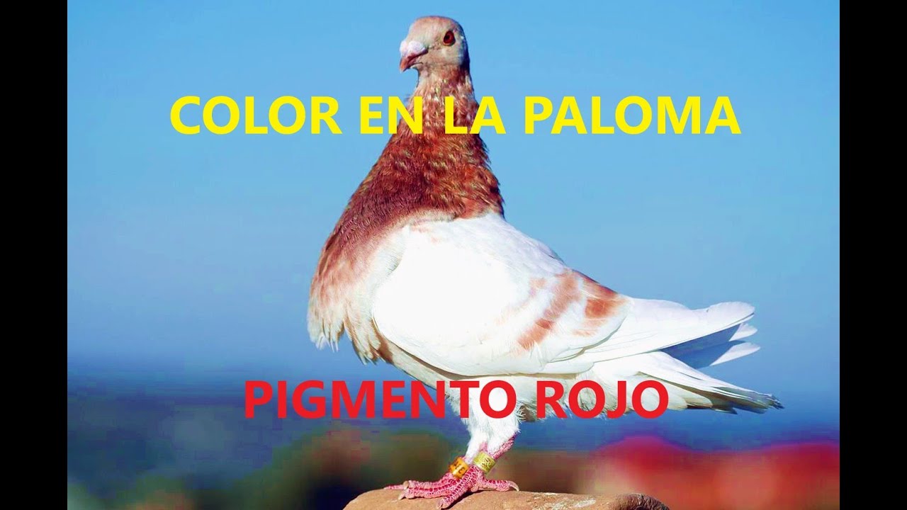 Color en las palomas Pigmento Rojo - YouTube