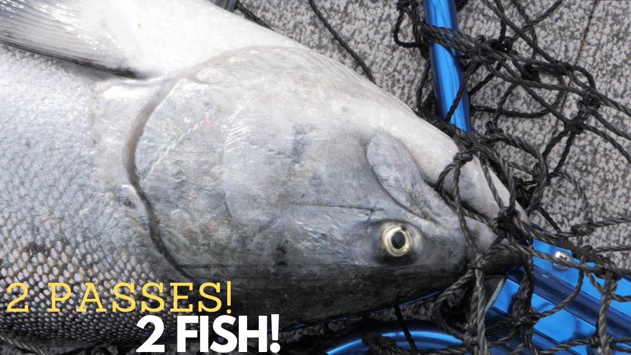 TWO Passes TWO Springers | EPIC DRONE SHOTS & Chinook SALMON | - YouTube