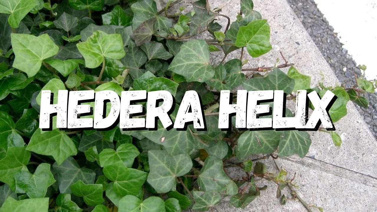 Hedera Helix: Saiba Tudo Sobre Essa Planta - YouTube