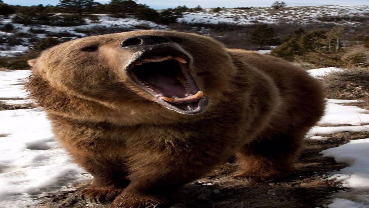Wild ANIMALS attacks on HUMAN COMPILATION 2020 (SCARY MOMENTS) - YouTube