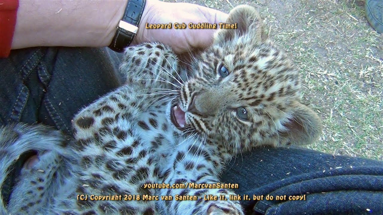 Leopard cub cuddling - YouTube