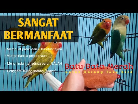 MANFAAT 🌟 batu bata merah untuk burung LOVE BIRD #lovebirds #burung # ...