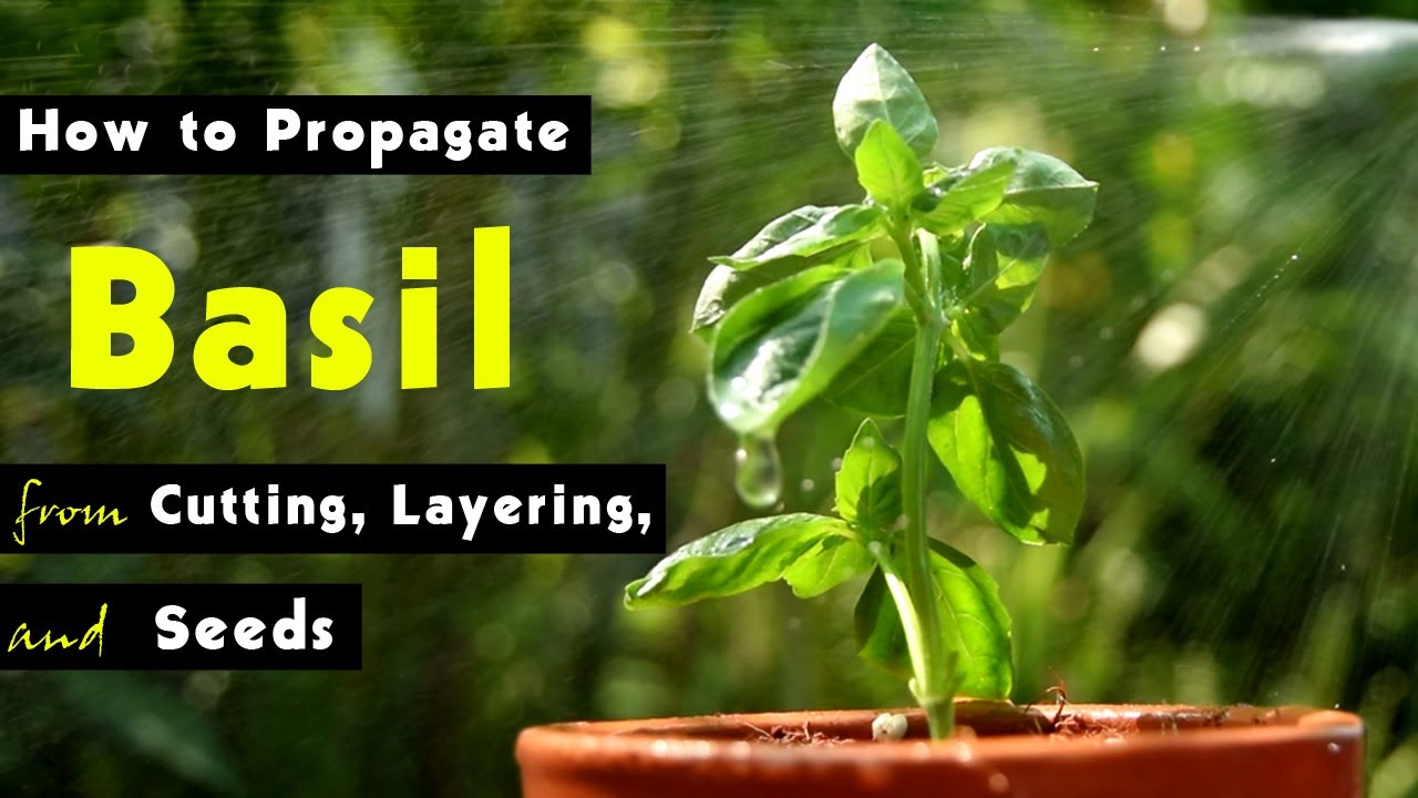 How to Propagate Basil from Cutting, Layering, and Seeds - YouTube