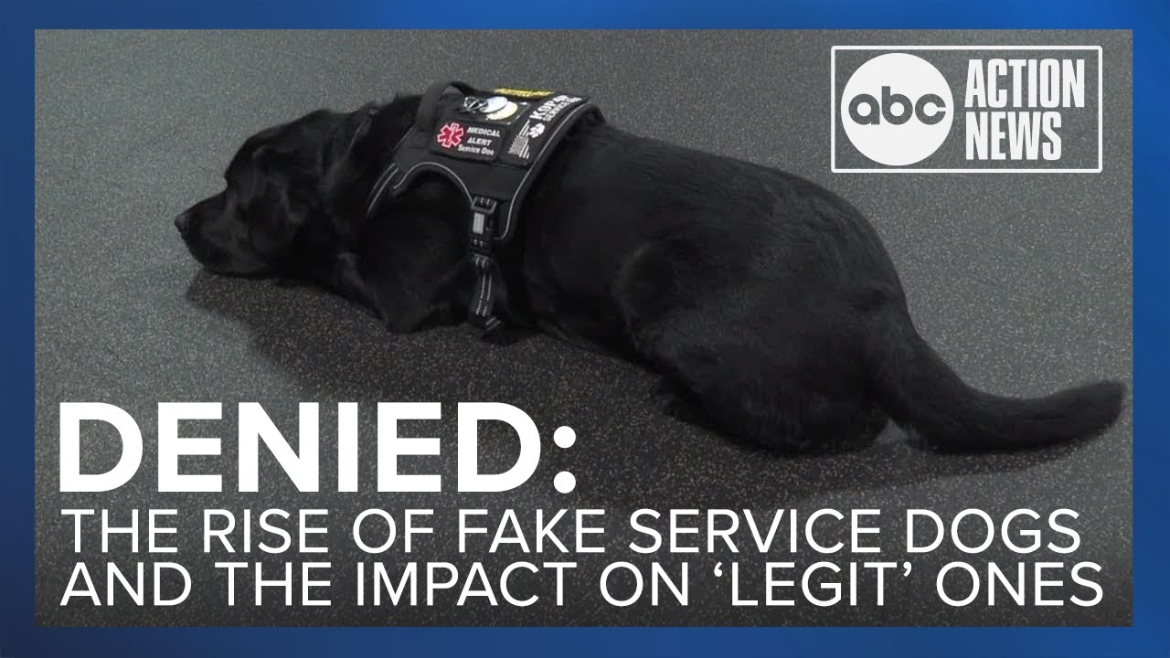 Denied: the rise of fake service dogs and the harm it's doing to those ...