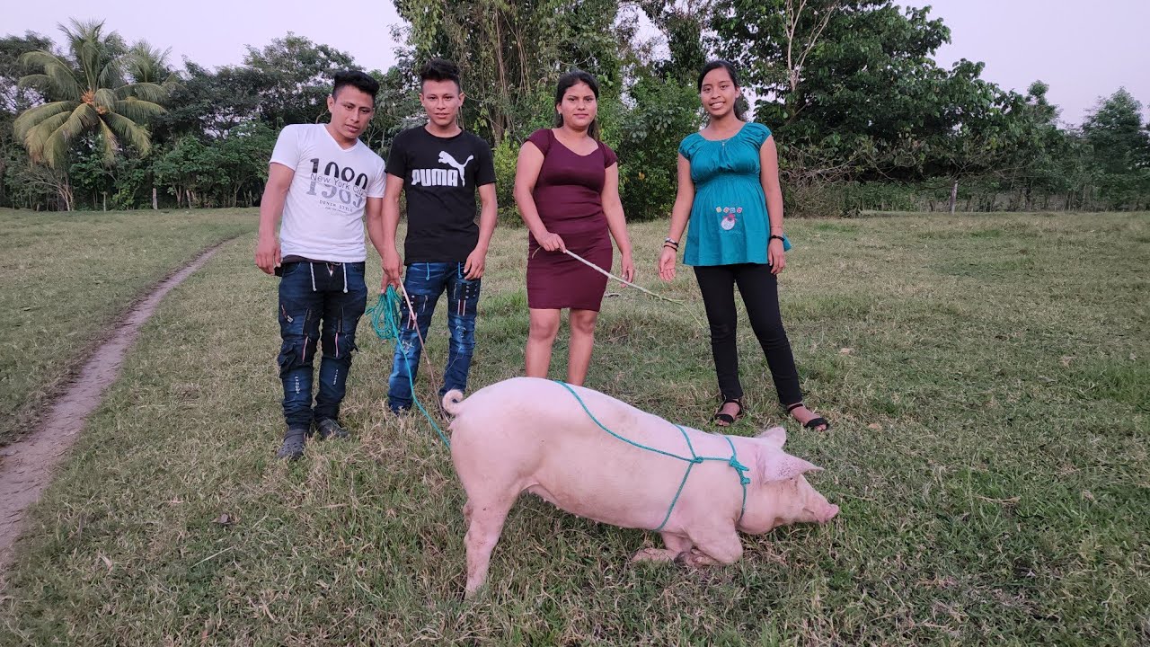 Desde Ya Compramos Este Marrano Para Disfrutar Nuestro Pequeño Convivio ...