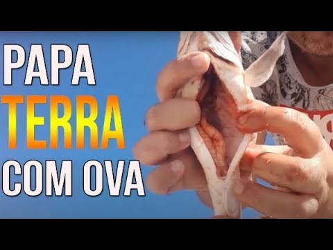 Limpando Peixe na praia, papa terra ... - YouTube