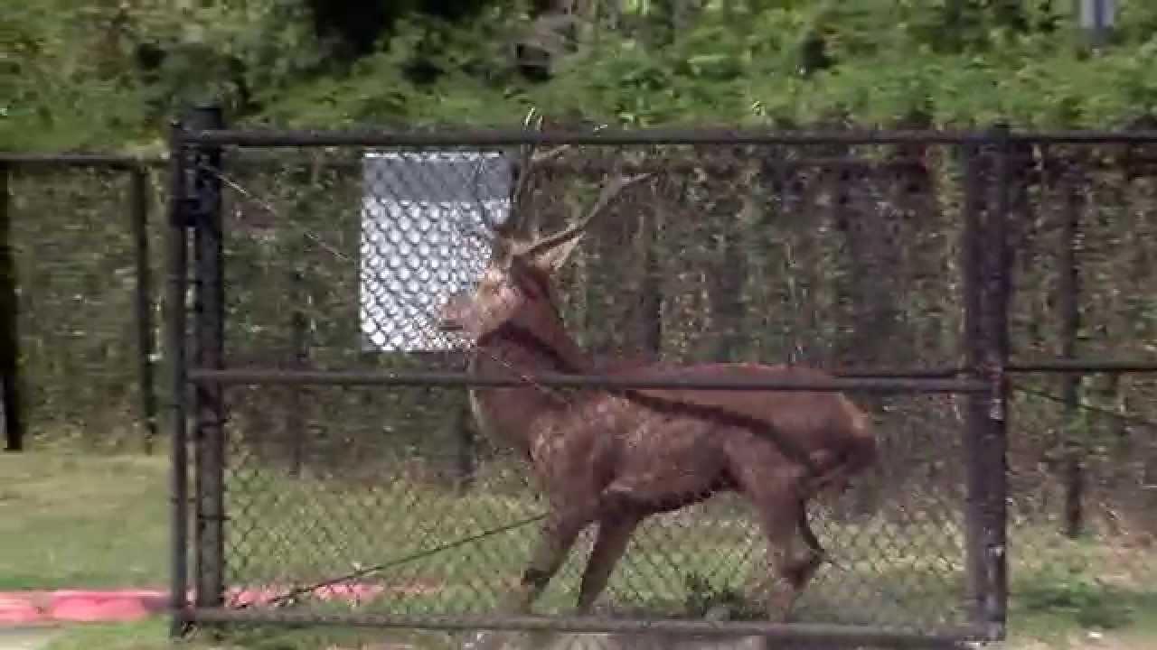 20151004 Red Stag 12 Point Buck at Waltrip High School - YouTube