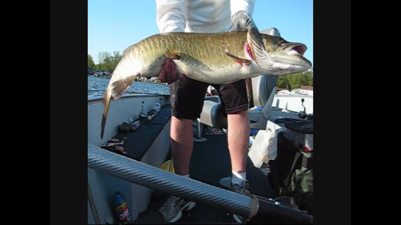 40 Inch Muskie - YouTube