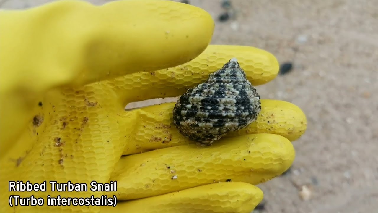 Shelling Episode 12 | My First Sunburst Star Turban • Finding Seashells ...