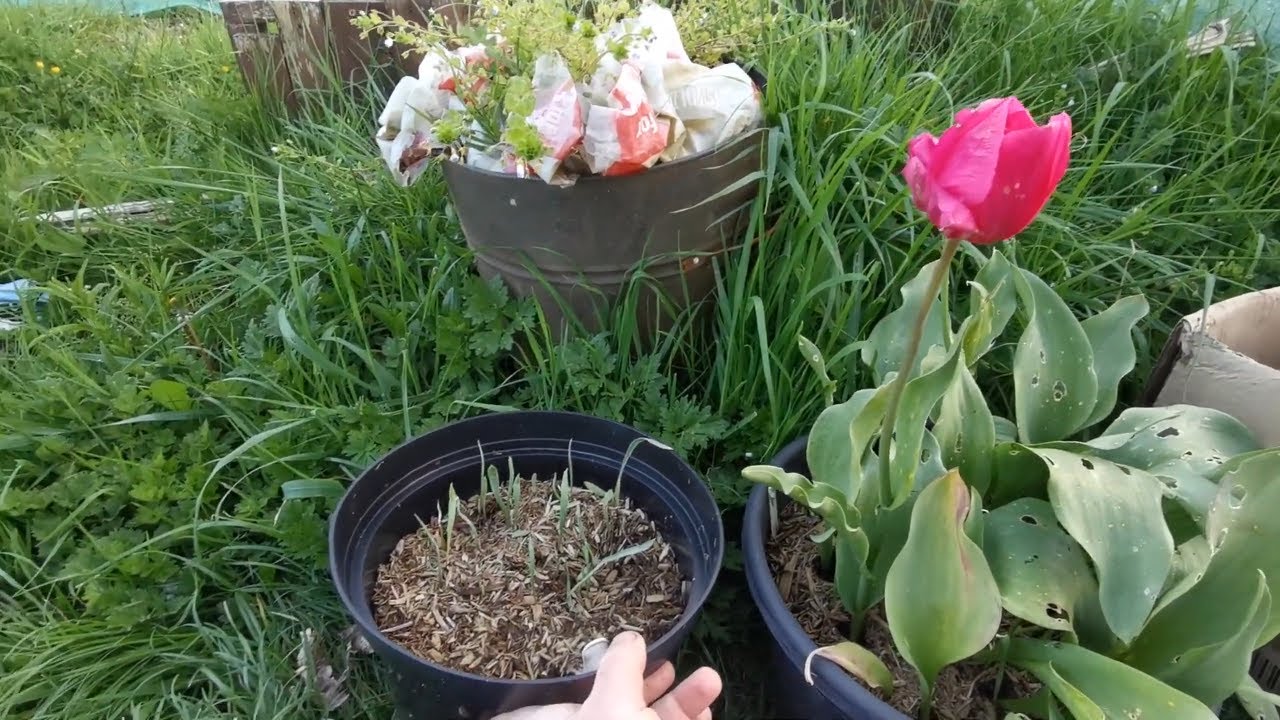 Tulip propagation by seed part 4: spring 2023 family video with Tulip ...