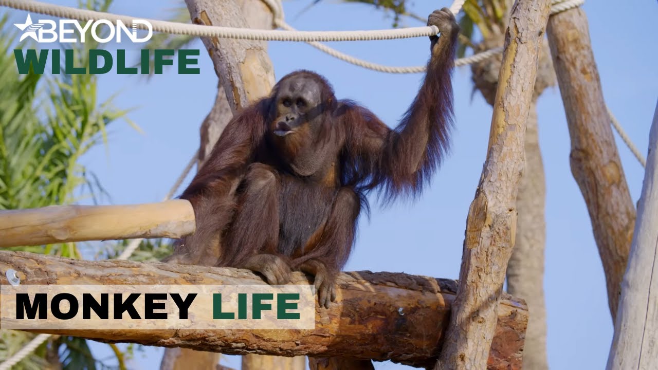 S9E13 | Jeremy Says Goodbye To Kai, Lingga & Joly Settle | Monkey Life ...