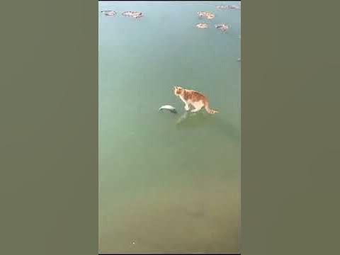 Без труда не вытащишь и рыбку из пруда - YouTube