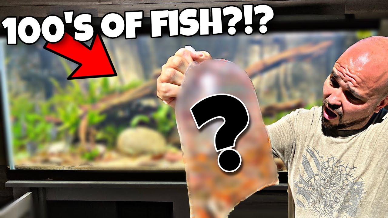 MD Fish Tanks Aquascape Gets 100's of fish! - YouTube