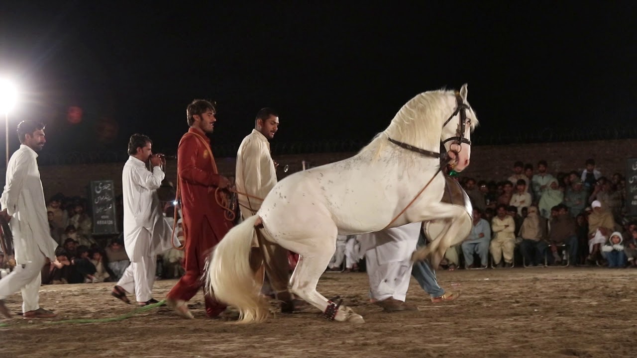 Horse Dance In Pakistan | Amazing Horse Dance | WD Animal - YouTube