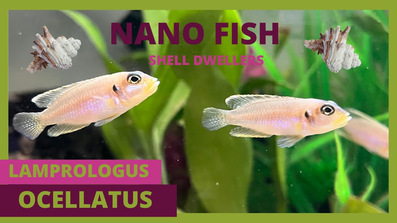 Gold Ocellatus Cichlids ~ Small Fish, BIG Attitude ~ Nano Tank Style ...