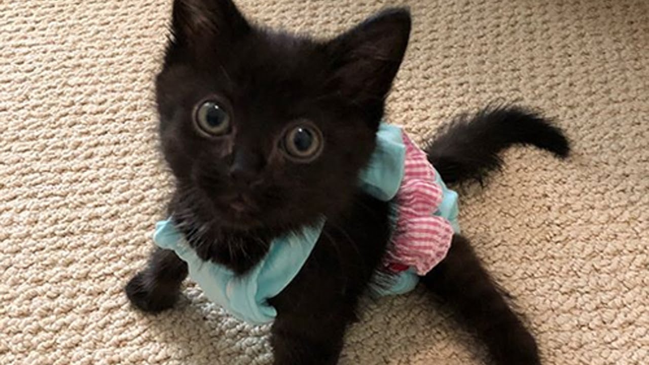 Meet Raven, The Adorable Kitten With Hind Paralysis Who Proves Special ...