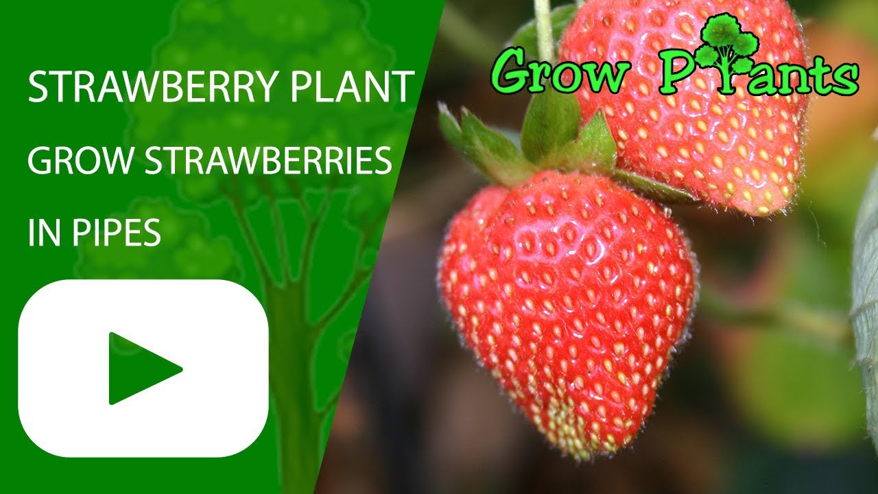 Strawberry plant - How to grow strawberries in pipes - YouTube