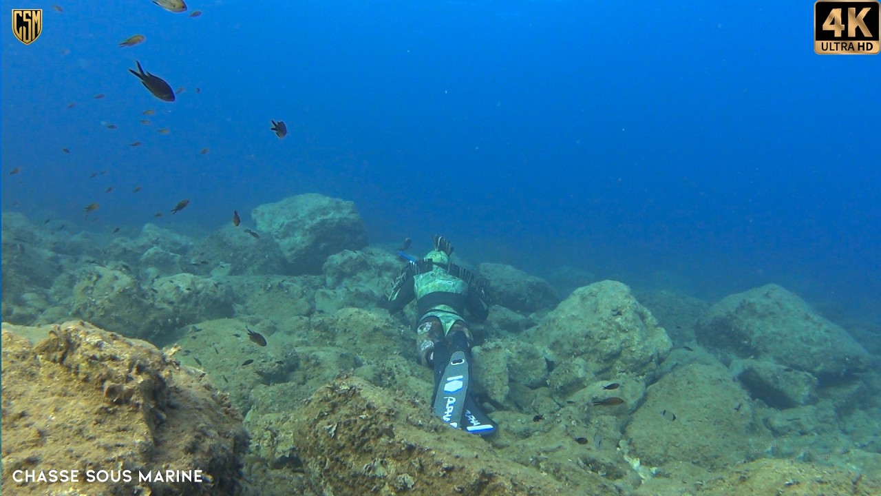 CHASSE SOUS MARINE Denti Geant 😱Pélamide Peche sous marine méditerranée ...