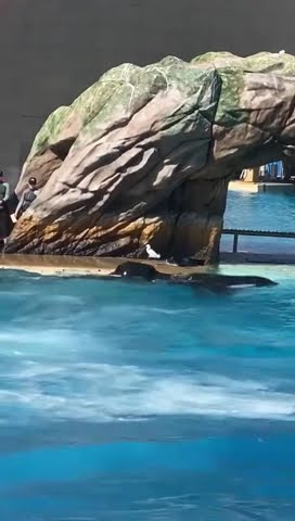 Real Seaworld # Freedom and Happiness # Orca Dolphins Whales - YouTube