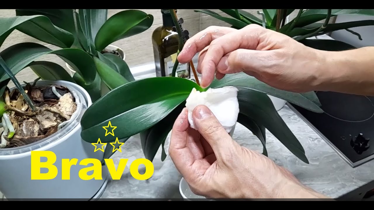 Kako da listovi orhideje sijaju i uvek budu zdravi - YouTube