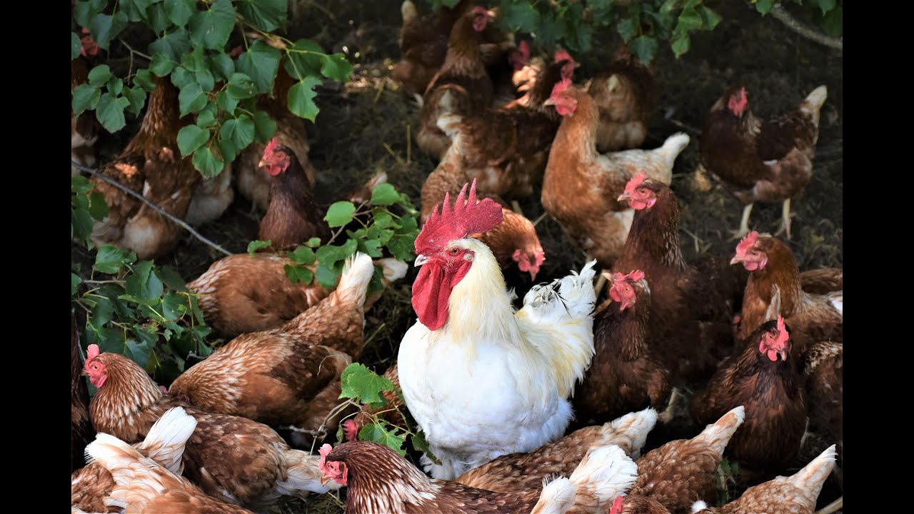 Chicken And rooster | Most energetic Rooster Drove All the Hens Rooster ...