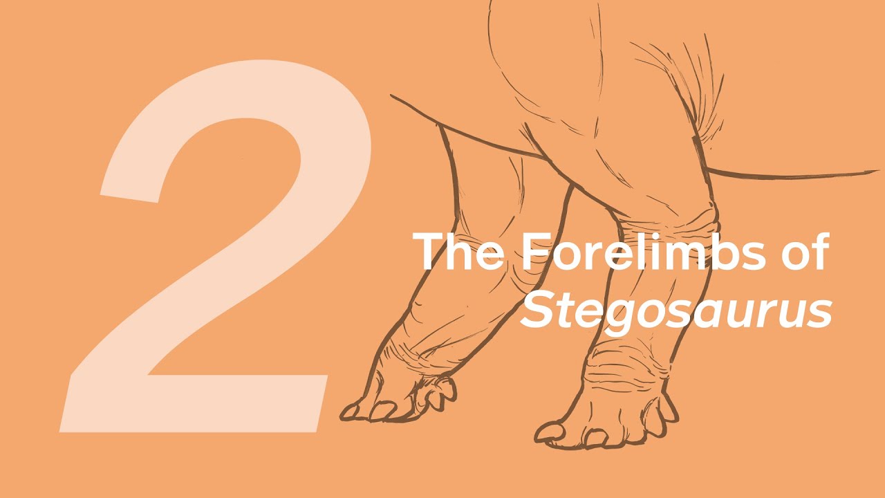 Biber the Stegosaurus 2: The Forelimbs | Learn to Draw Dinosaurs with ...