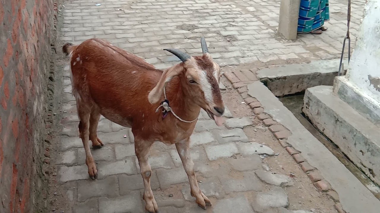 Desi Goat Bakra Eid Special - YouTube