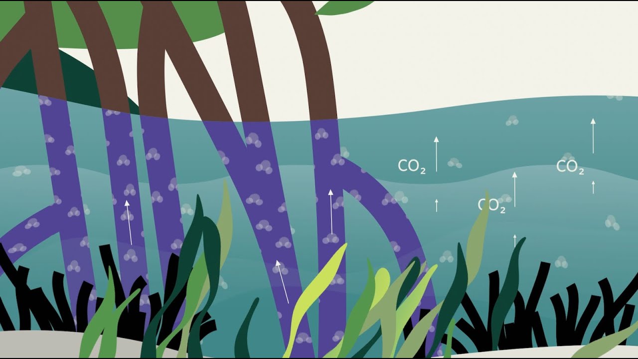 O que é "carbono azul" e como ele pode ajudar a combater as mudanças ...