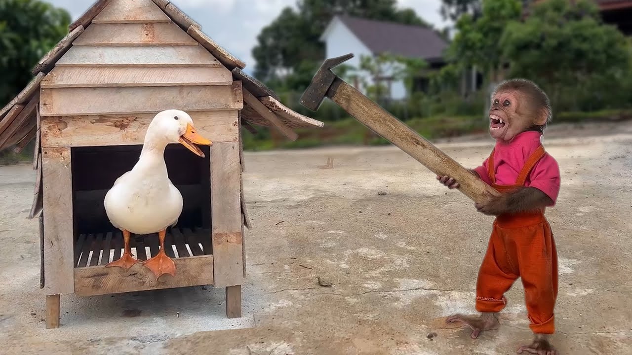 Monkey Bon is scared of the duck… but can't stop teasing it - YouTube