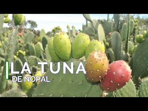 TUNA || QUE ES Y DE DONDE PROVIENE [Fruta de nopal] - YouTube