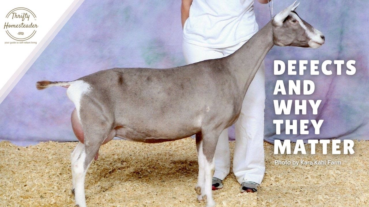 Understanding Goat Conformation: From Appearance to Evaluating Defects ...