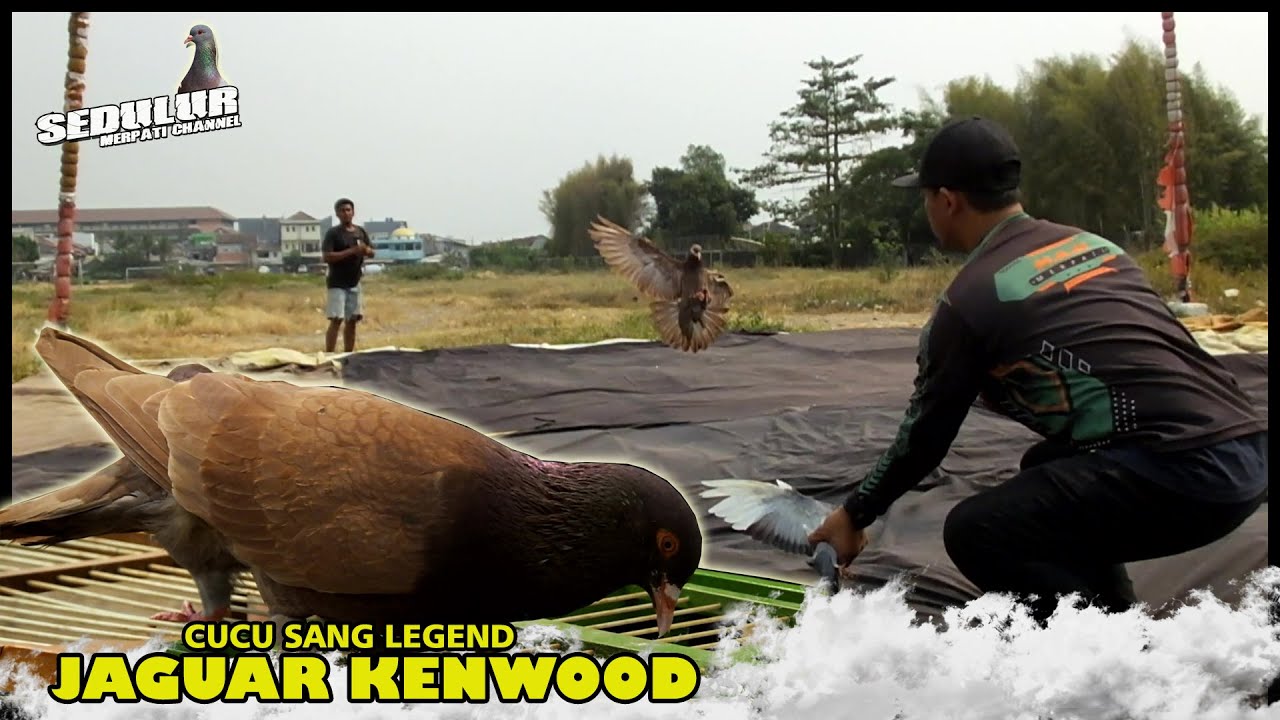 INTIP TEAM M.A.M MERPATI LATIH CUCU JAGUAR ||KENWOOD||THOR||JAGUAR ...