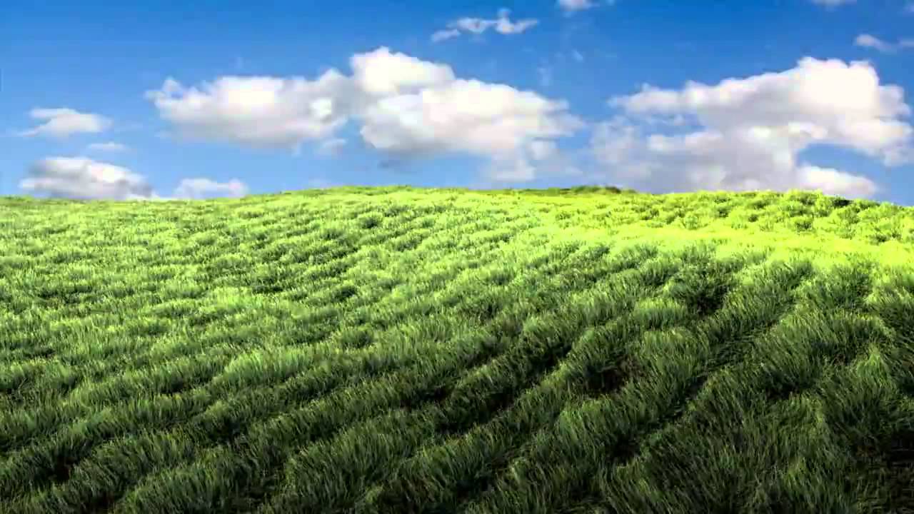 Grass in the Wind Blender 3d) from Wind - YouTube
